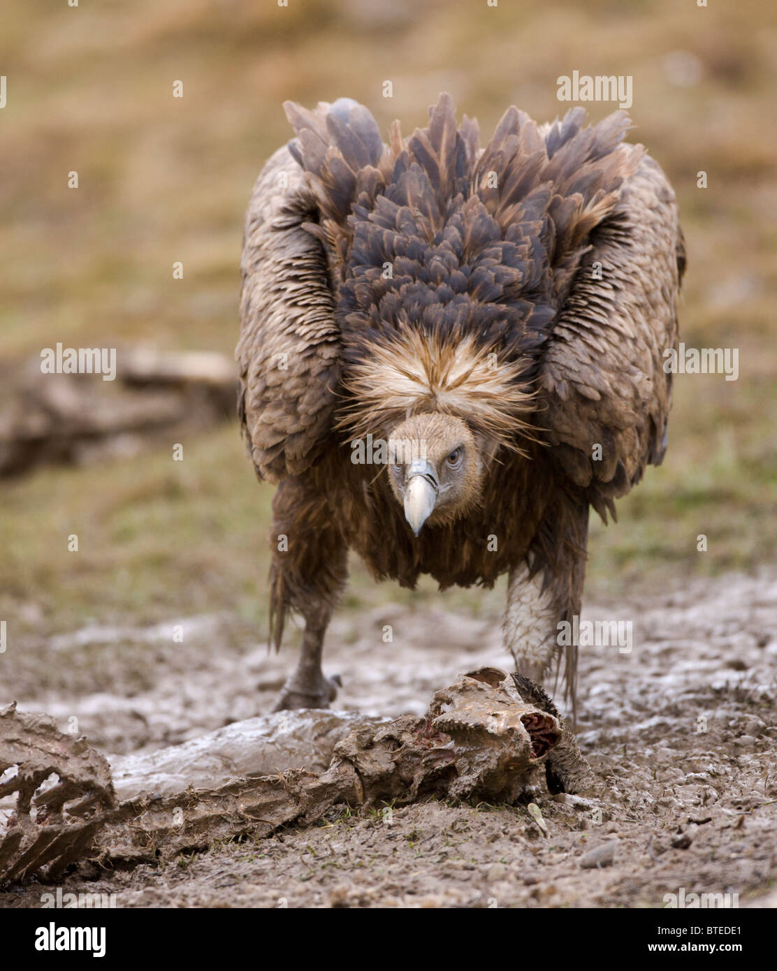 Griffon Vulture Gyps fulvus stood by carcass Spanish Pyrenees Stock ...