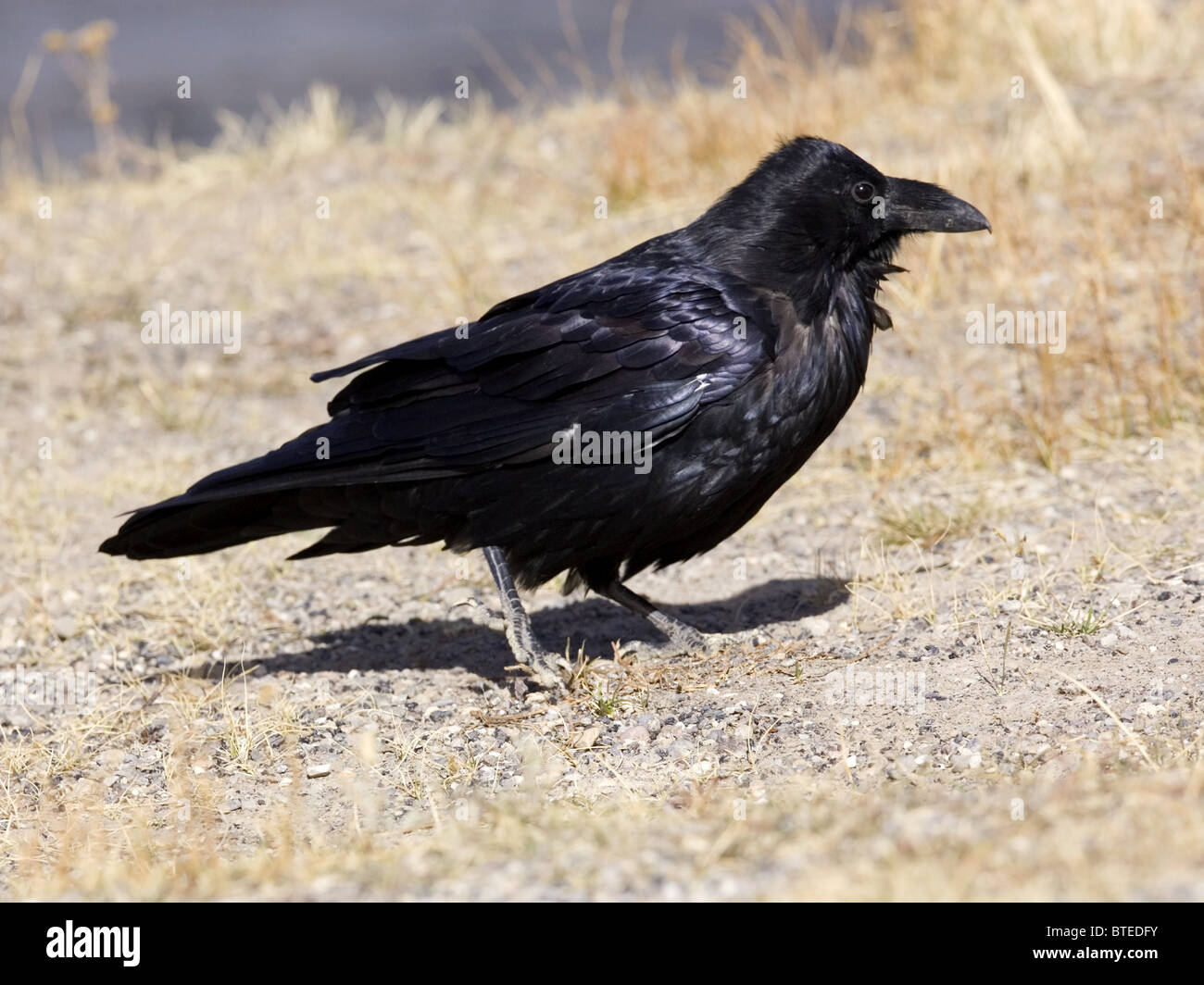 Raven perched hi-res stock photography and images - Alamy