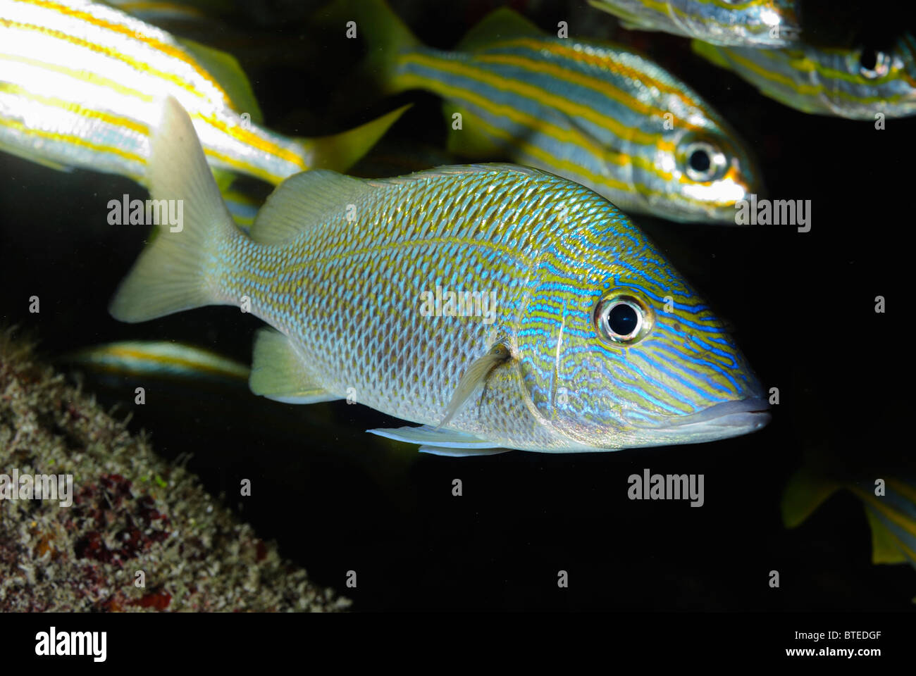 United states common in coral reefs hi-res stock photography and images ...