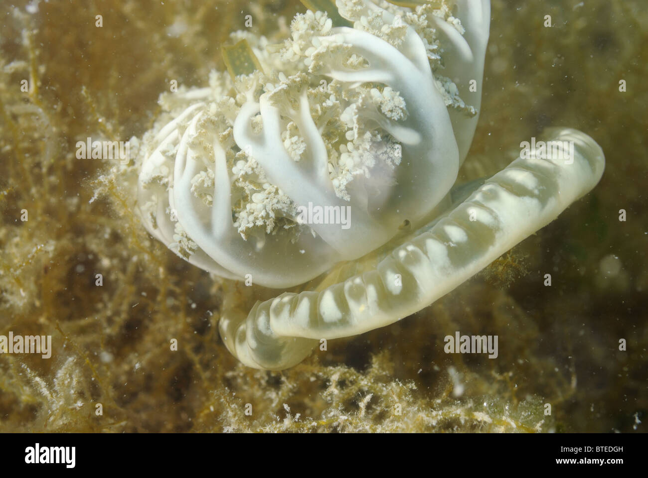 Mangrove upsidedown jelly fish off Key Largo, Gulf of Mexico, Florida ...