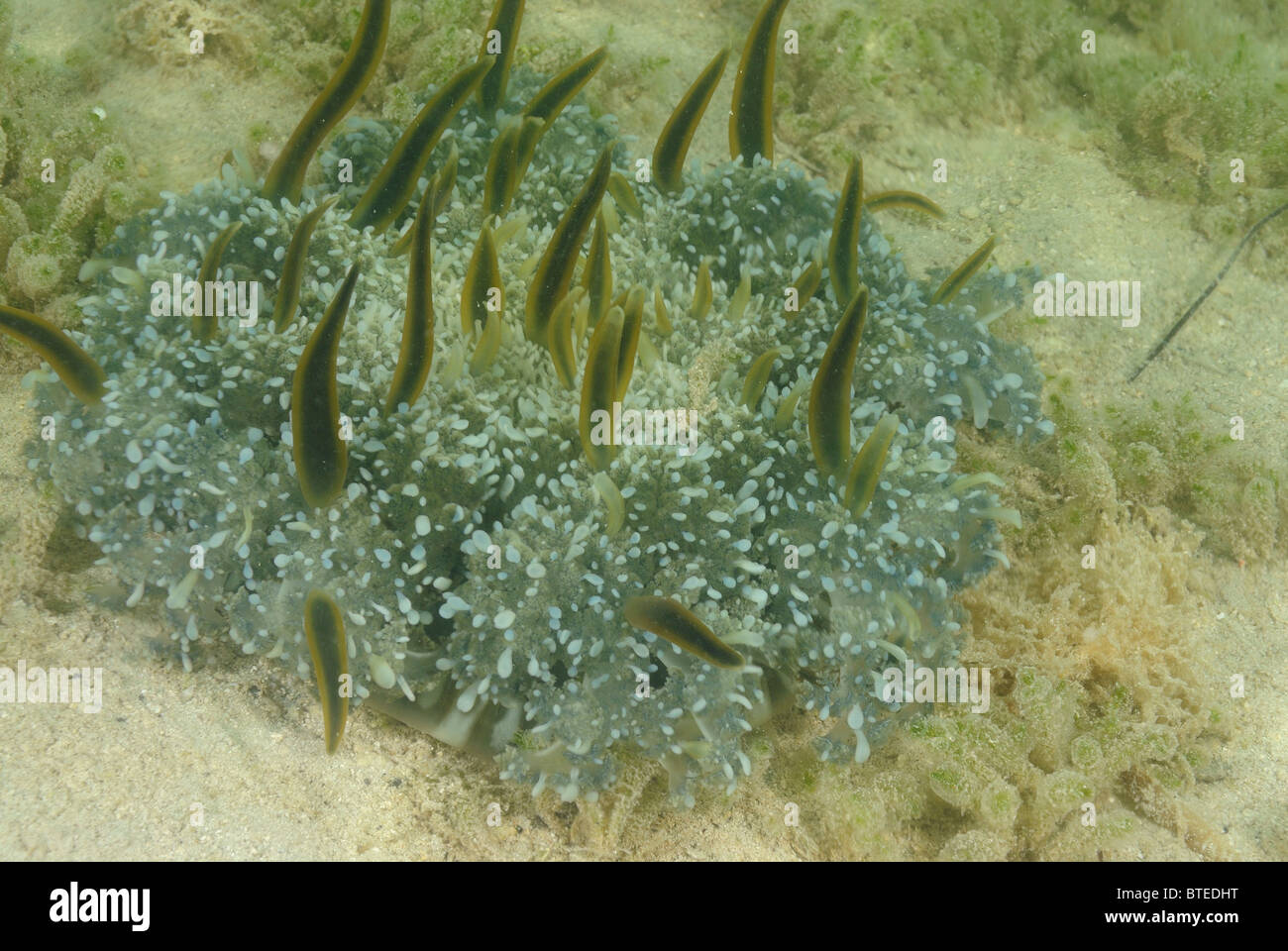 Mangrove upsidedown jelly fish off Key Largo, Gulf of Mexico, Florida ...
