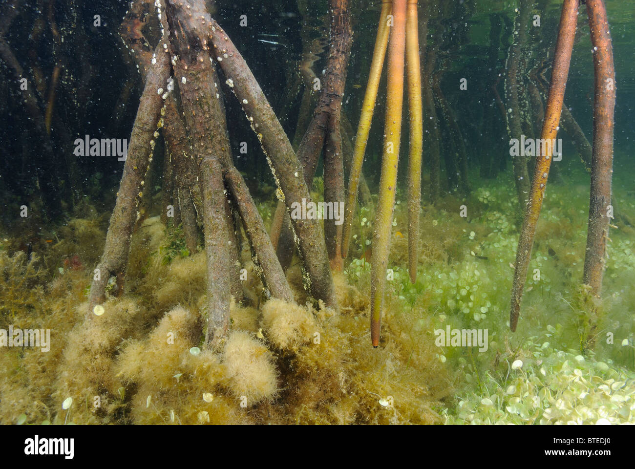 Red mangrove trees in Key Largo, Gulf of Mexico, Florida, USA Stock ...