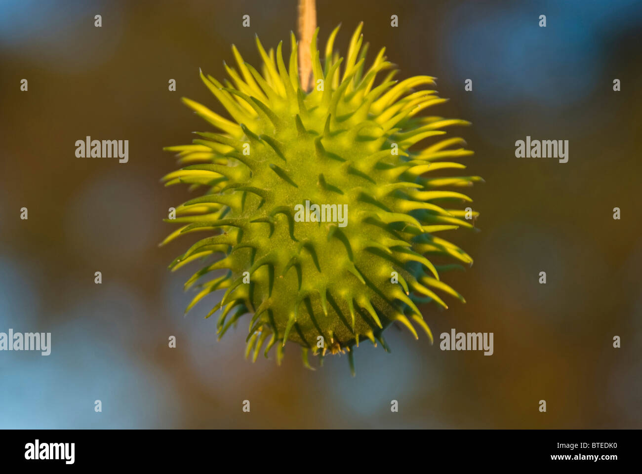 Spiky seed pod hi-res stock photography and images - Alamy