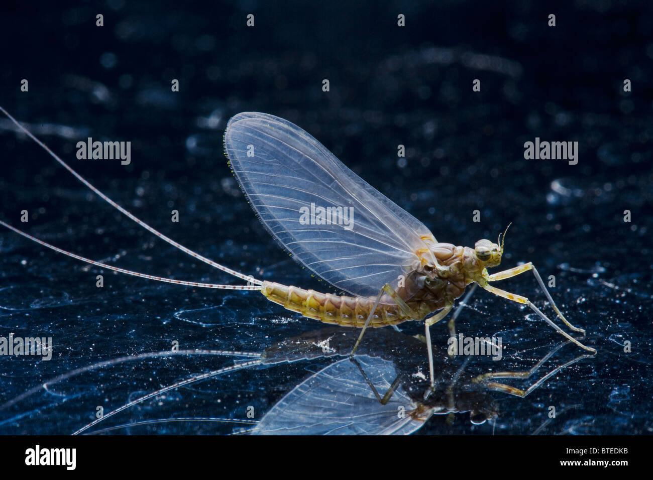 lacewing close up Stock Photo - Alamy