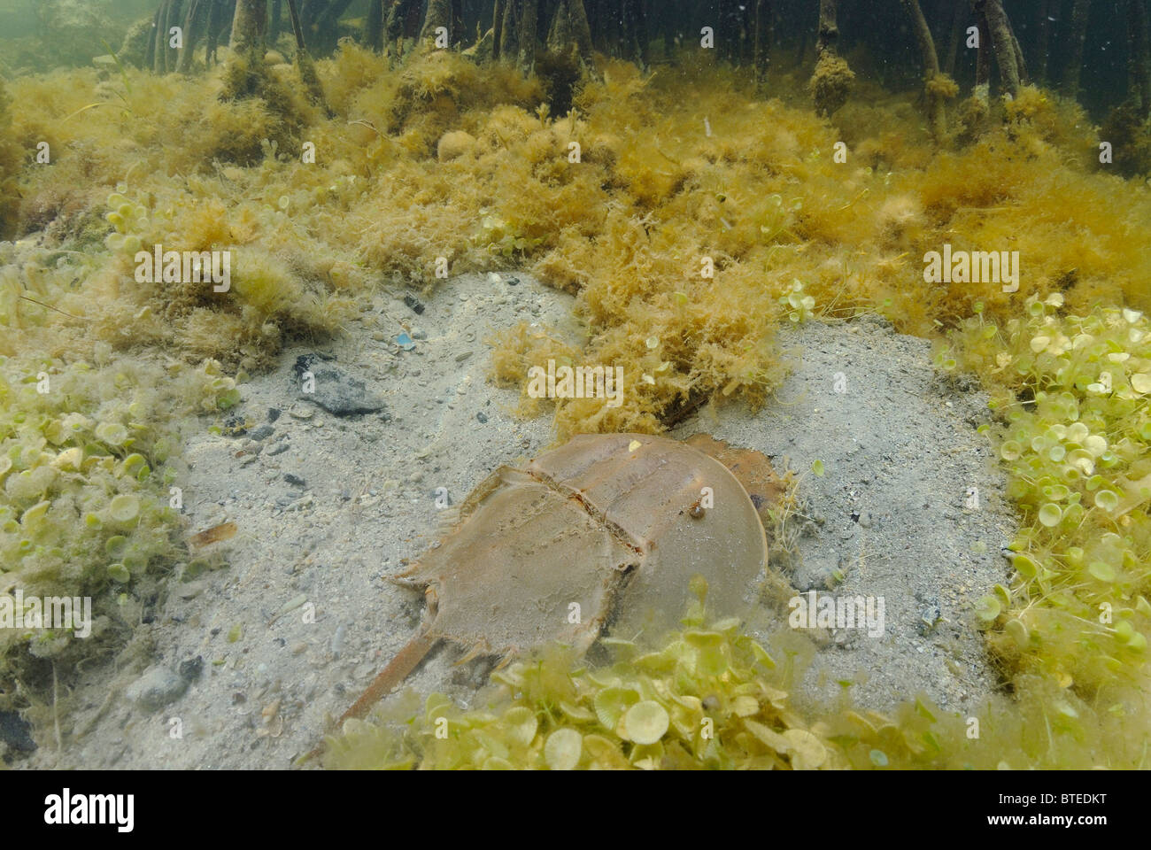 Horseshoe Lump Gulf Of Mexico at Chloe Bergman blog