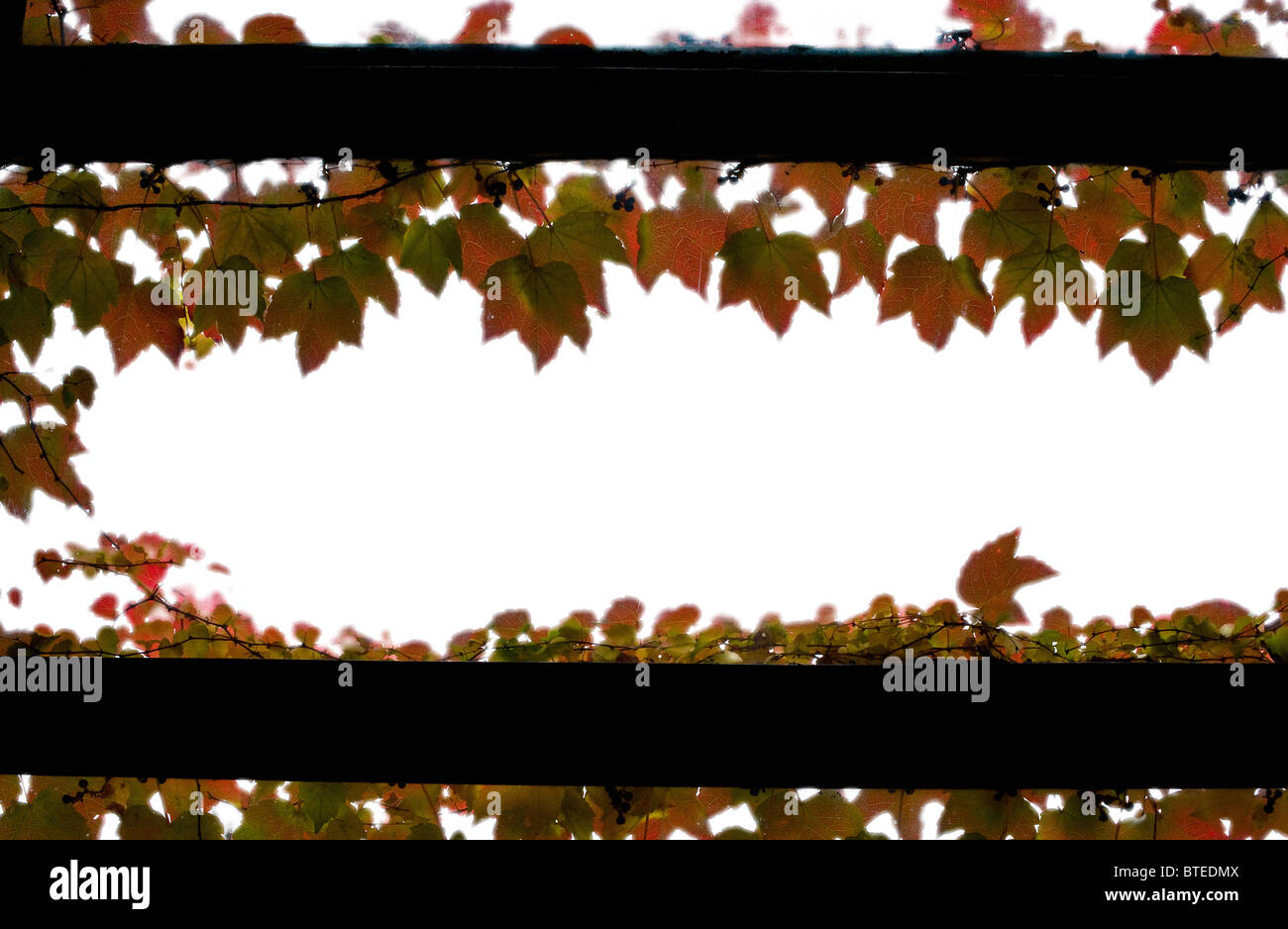 Box wrapped with ivy Stock Photo - Alamy