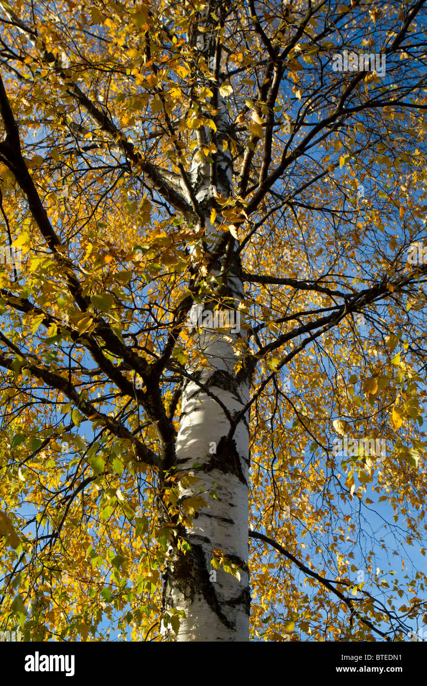 Birch tree in autumn Stock Photo - Alamy