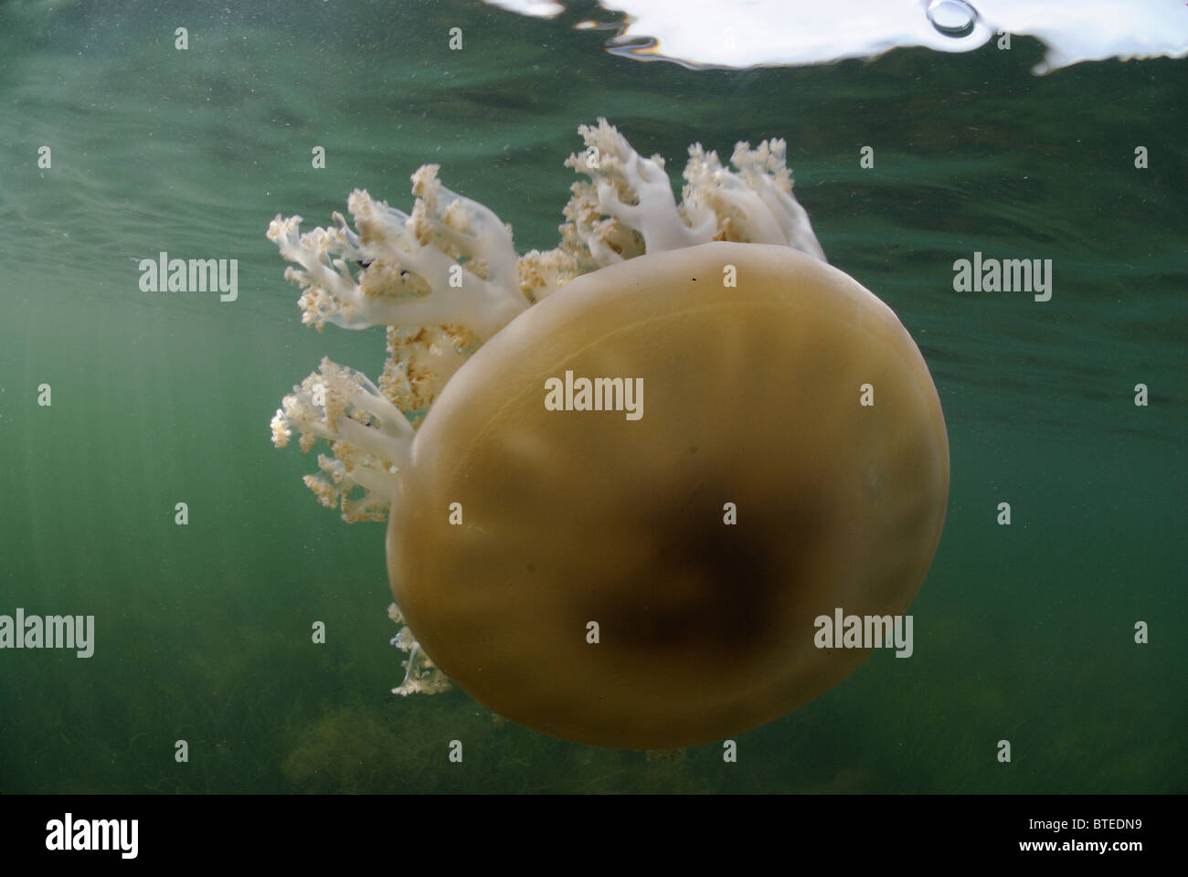 Mangrove upsidedown jelly fish off Key Largo, Gulf of Mexico, Florida ...