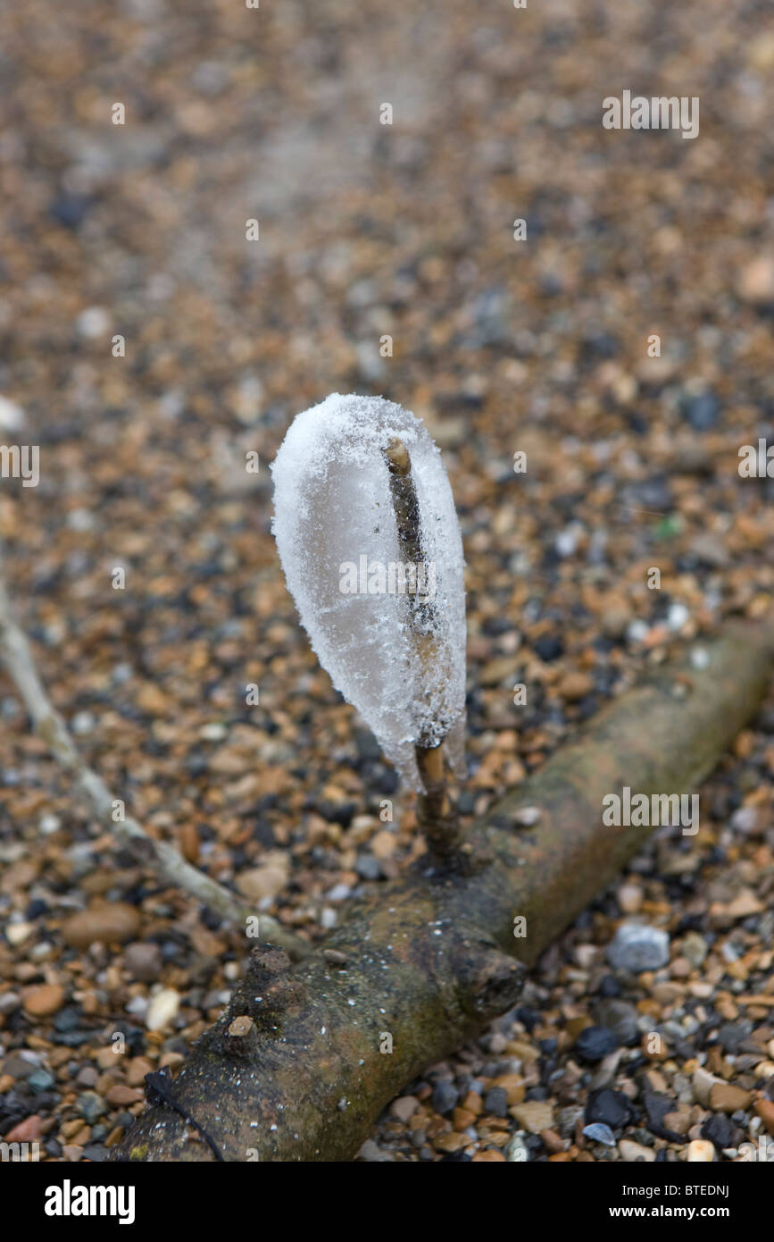 Twig covered in ice Stock Photo - Alamy