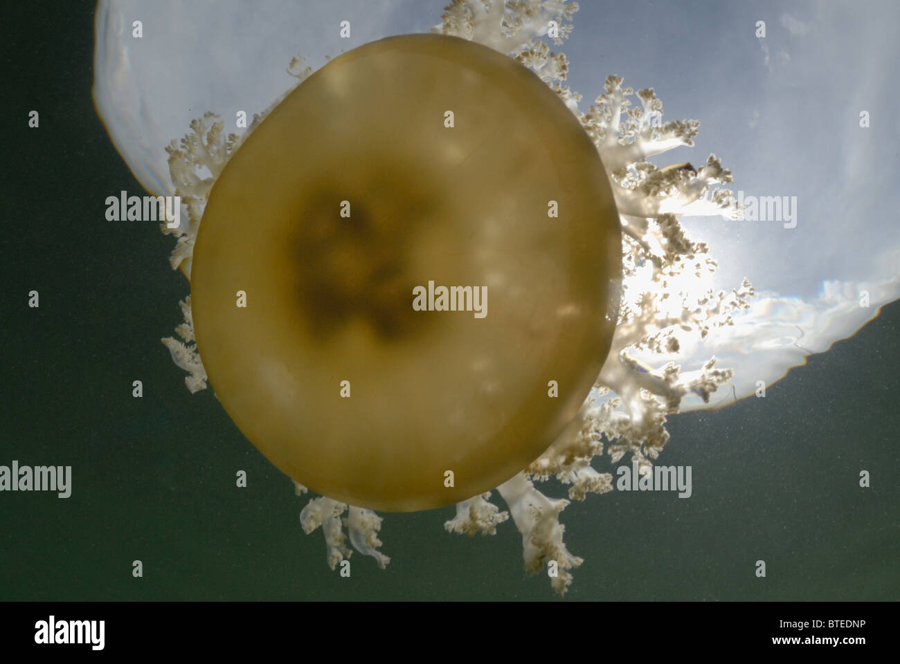 Mangrove upsidedown jelly fish off Key Largo, Gulf of Mexico, Florida ...