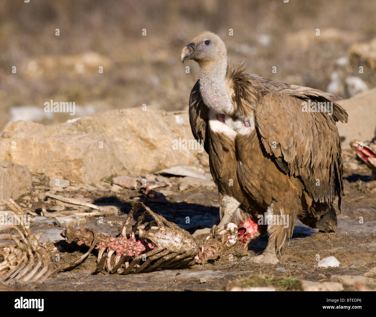 Griffon Vulture Gyps fulvus stood by carcass Spanish Pyrenees Stock ...