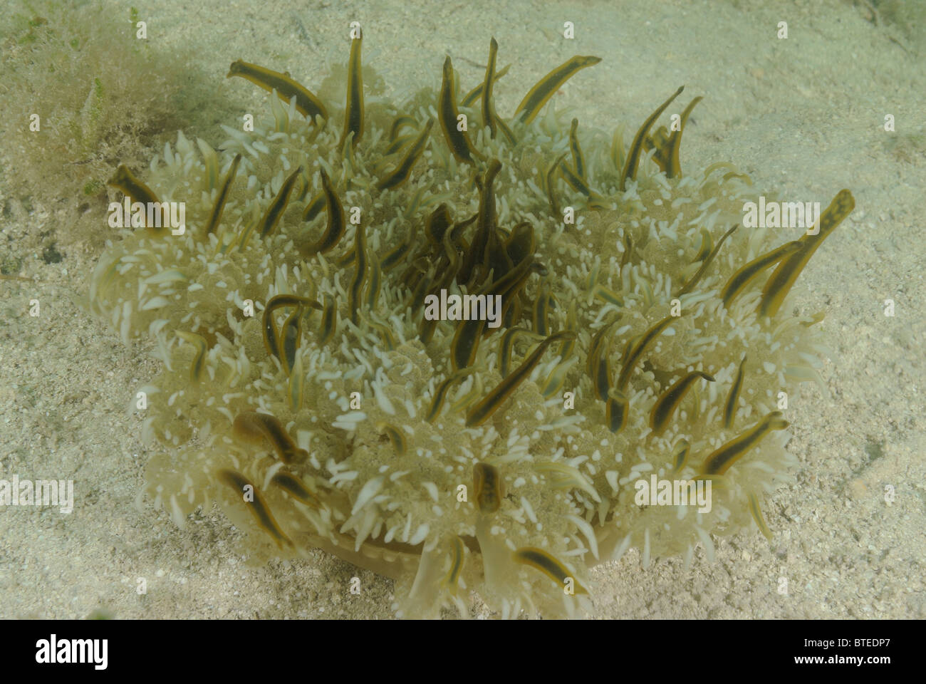 Mangrove upsidedown jelly fish off Key Largo, Gulf of Mexico, Florida ...