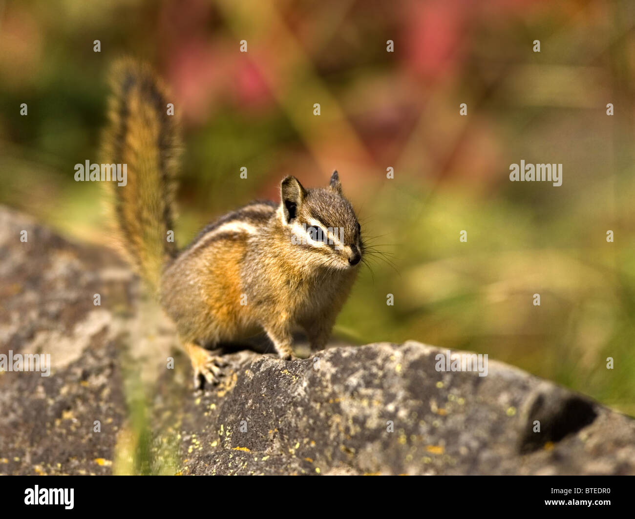 Least chipmunk hi-res stock photography and images - Alamy