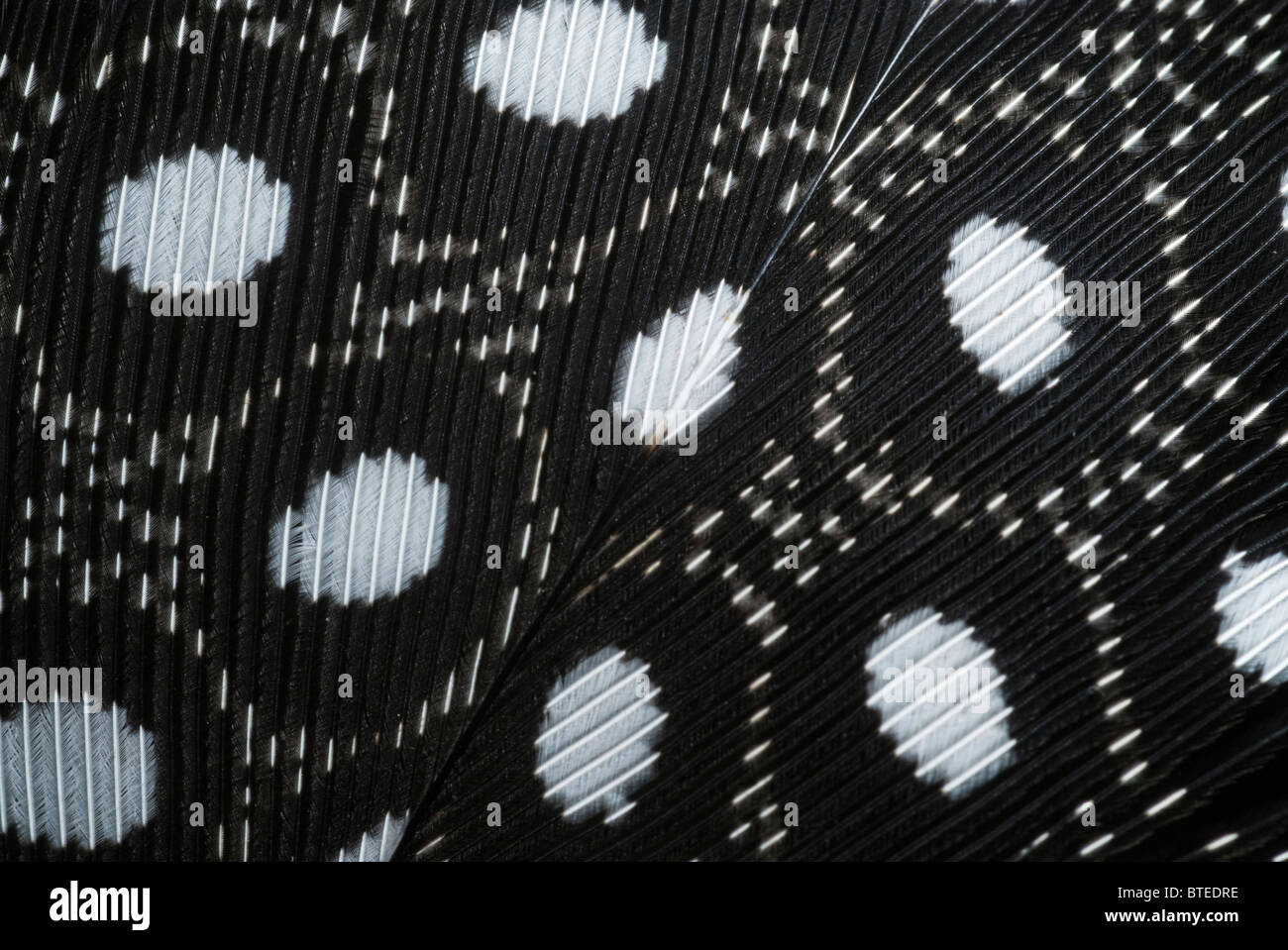 Black feather with white dots hi-res stock photography and images - Alamy