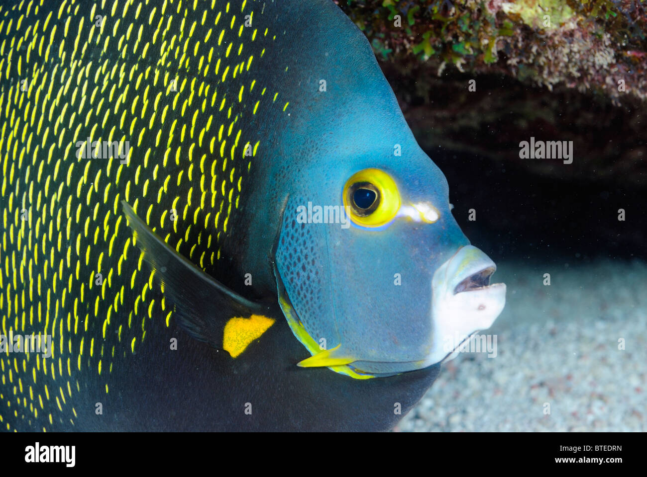French angelfish off Key Largo coast, Florida, USA Stock Photo - Alamy