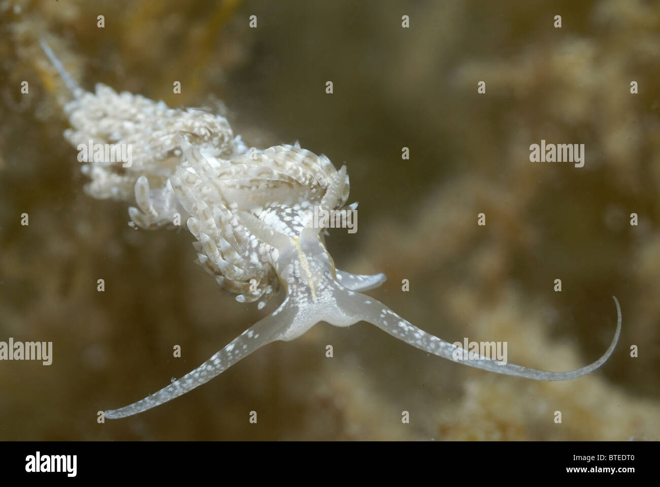 Nudibranch in the mangrove hi-res stock photography and images - Alamy