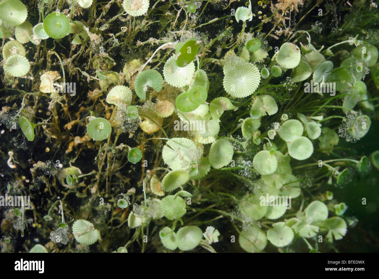 Acetabularia calyculus in the mangrove off Key Largo, Gulf of Mexico ...