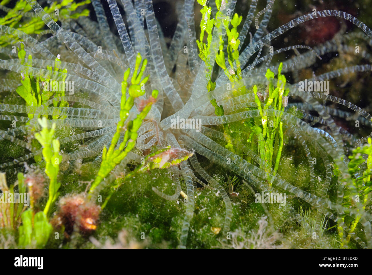 Corkscrew anemone off Key Largo, Gulf of Mexico, Florida, USA Stock ...
