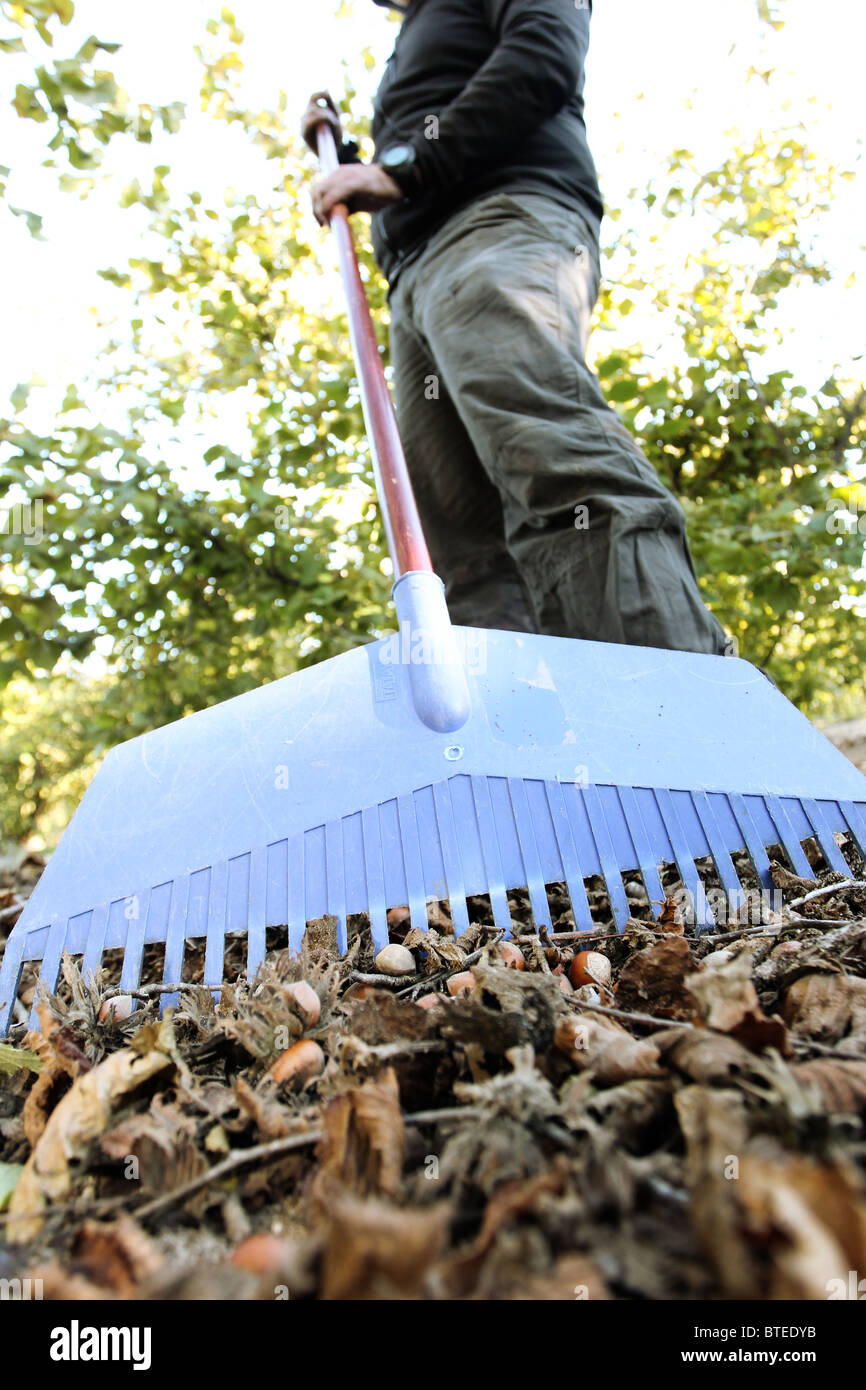 Man using a rake to collect hazelnuts that have fallen from a hazelnut ...