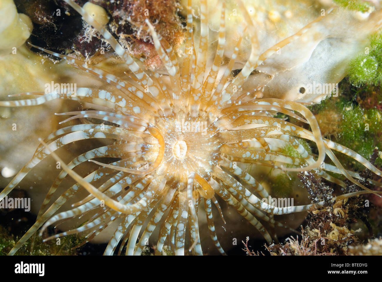 Corkscrew anemone off Key Largo, Gulf of Mexico, Florida, USA Stock ...