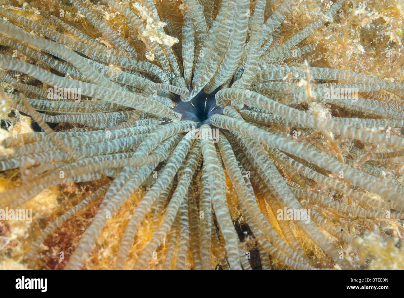 Corkscrew anemone off Key Largo, Gulf of Mexico, Florida, USA Stock ...