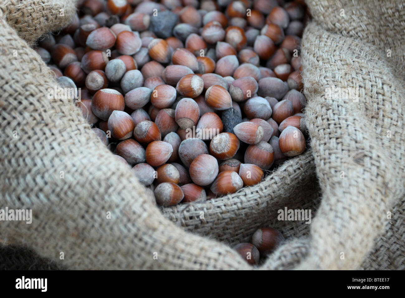 Sack full of hazelnuts that have been harvested from a hazelnut tree in ...