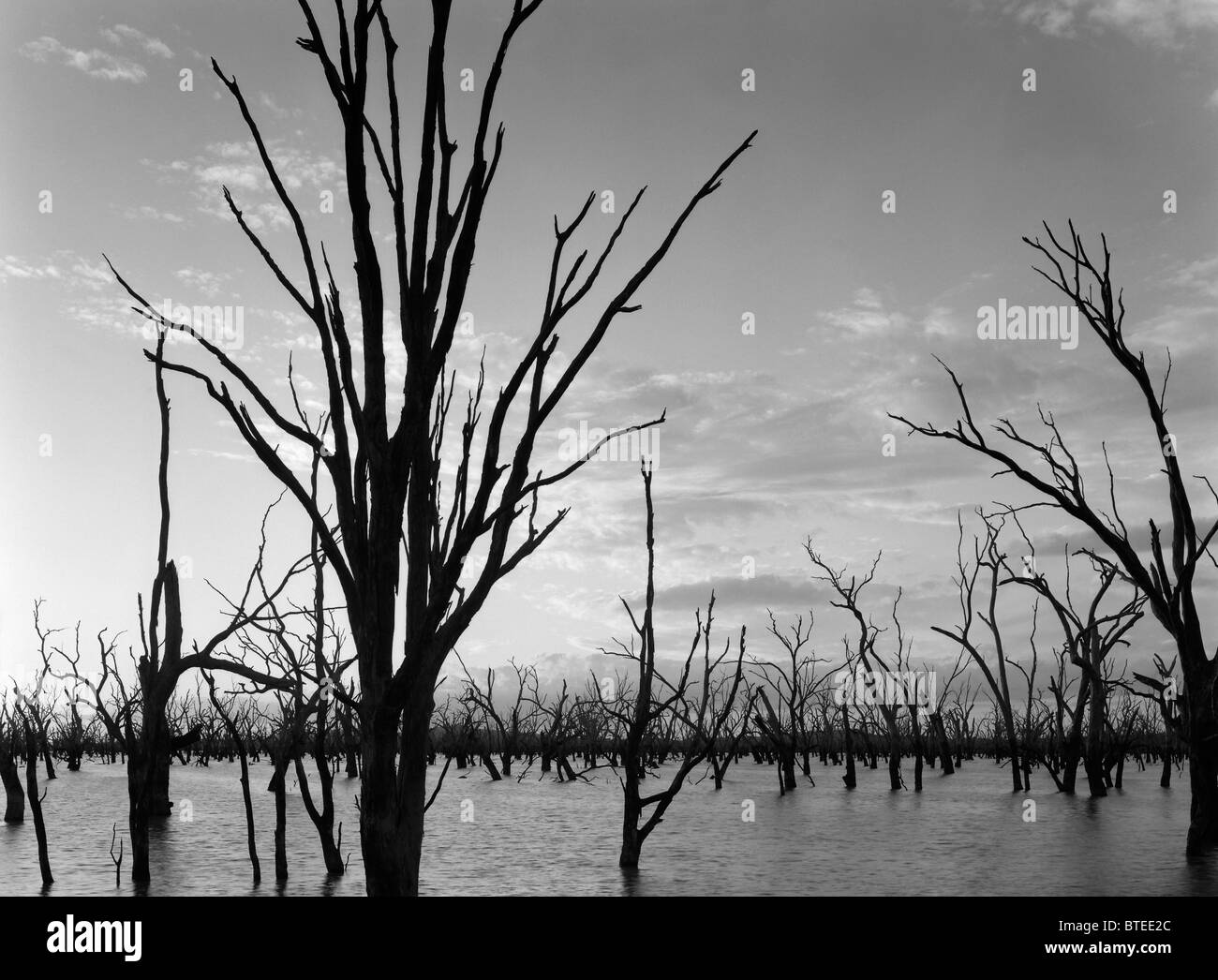 Dead treas hi-res stock photography and images - Alamy