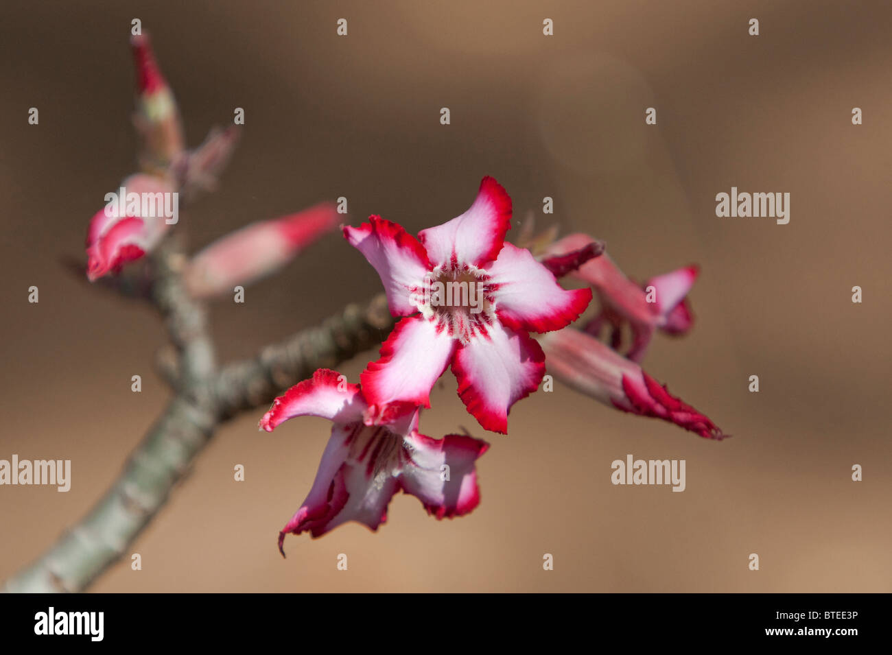 Impala Lily in flower Stock Photo - Alamy