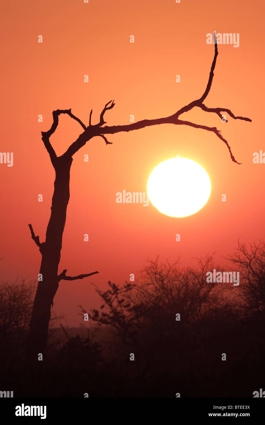 Dead tree silhouetted at sunset Stock Photo - Alamy