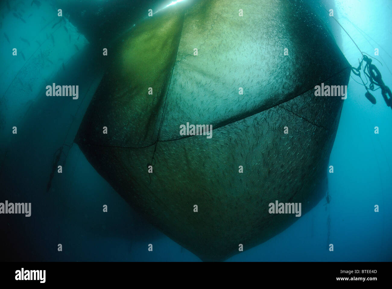 Net containing farmed fish in the Mediterranean Sea Stock Photo - Alamy