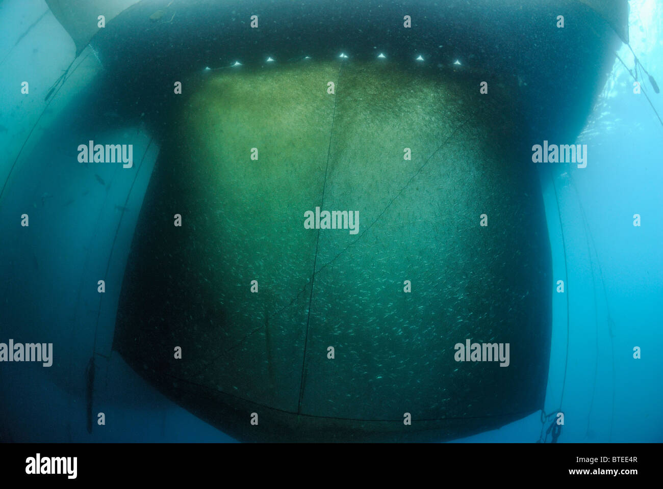 Net containing farmed fish in the Mediterranean Sea Stock Photo - Alamy