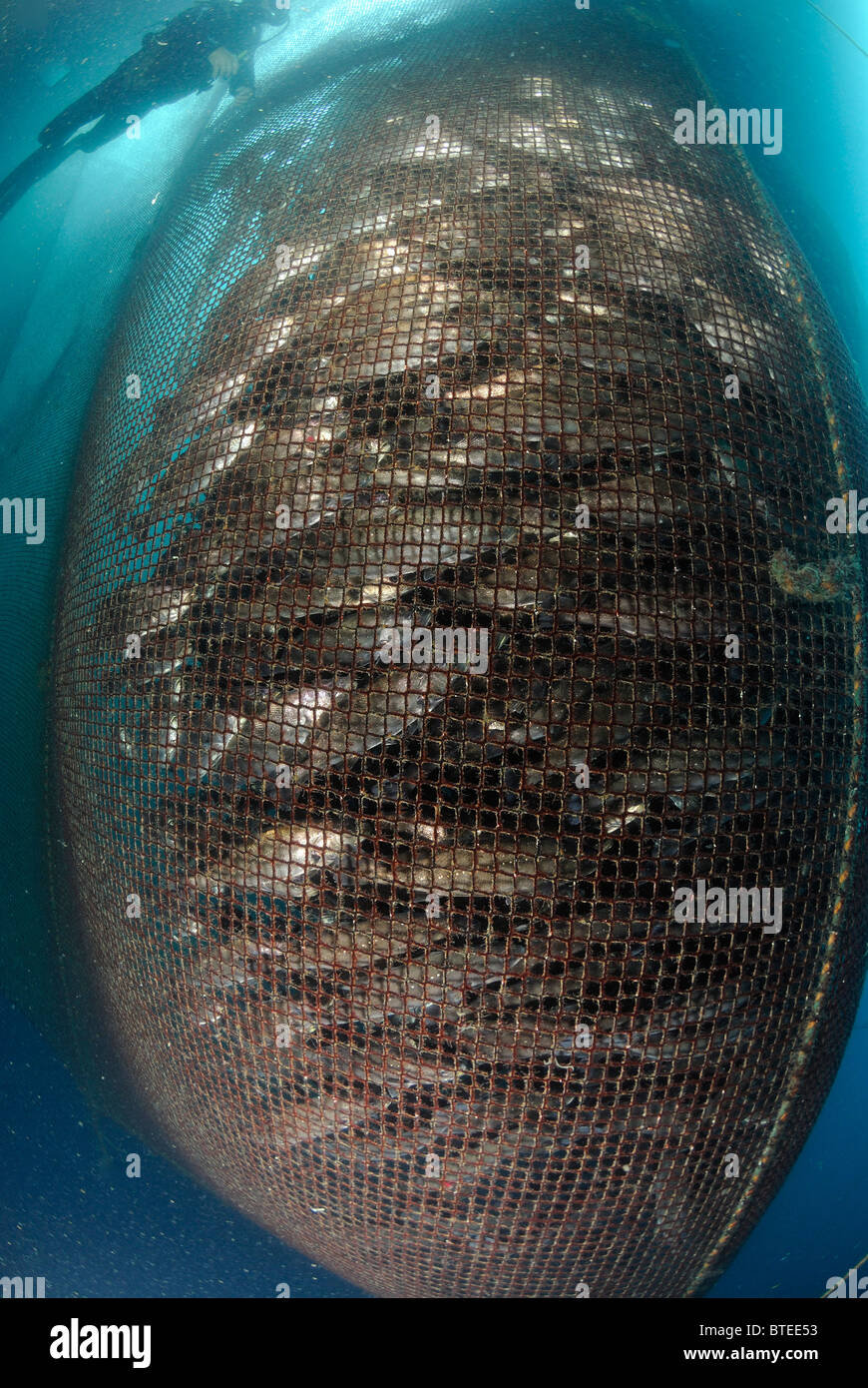 Net full of farmed fish in the Mediterranean Sea Stock Photo - Alamy