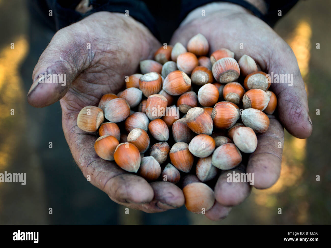 Hands holding hazelnuts collected from trees in Spain Stock Photo - Alamy