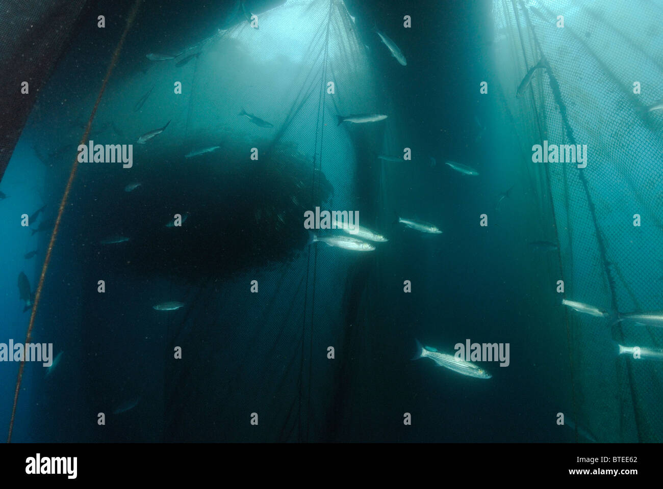 Salmon-bass fish around a net in the Mediterranean Sea Stock Photo - Alamy