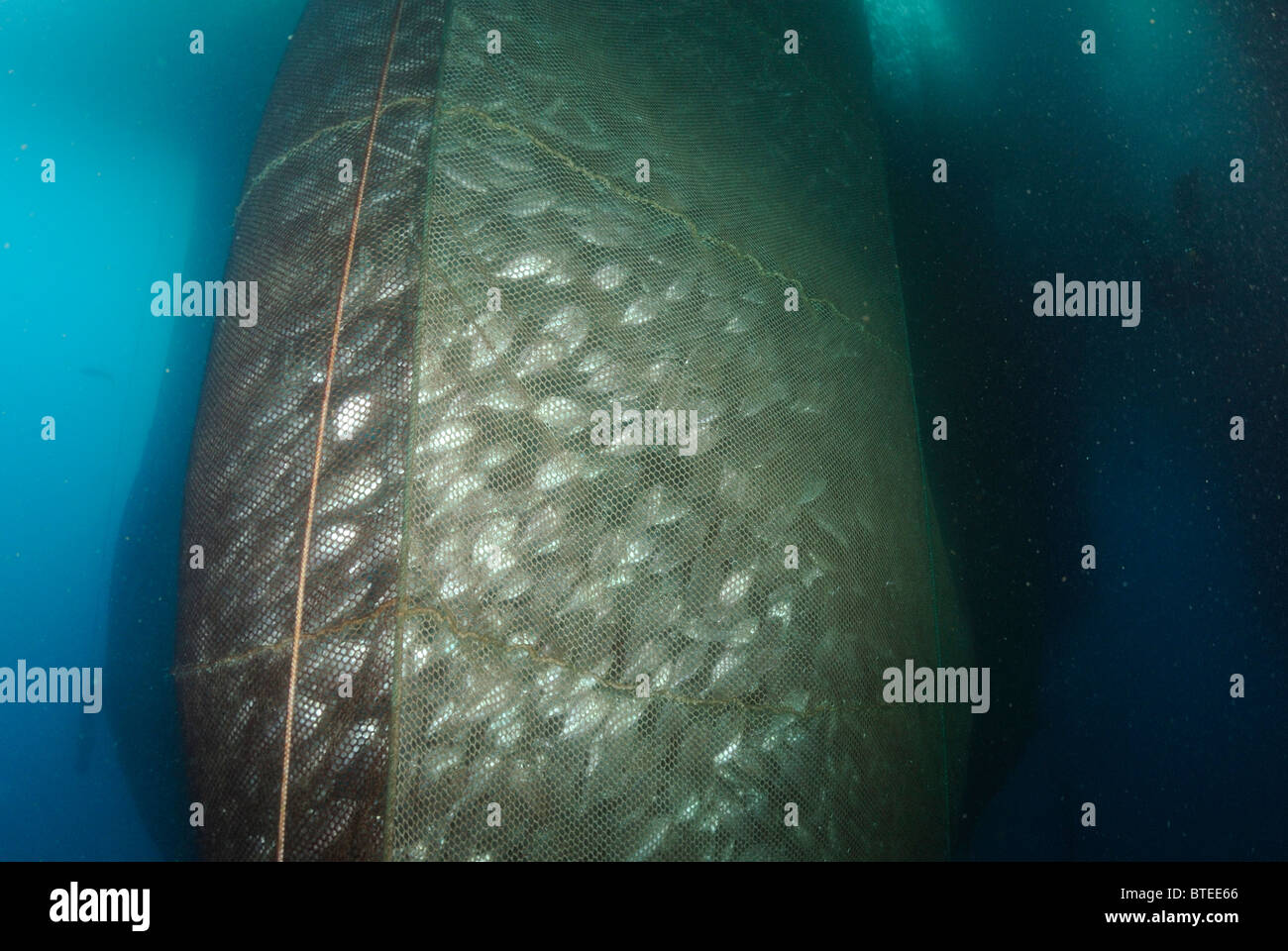 Nets full of fish hi-res stock photography and images - Alamy