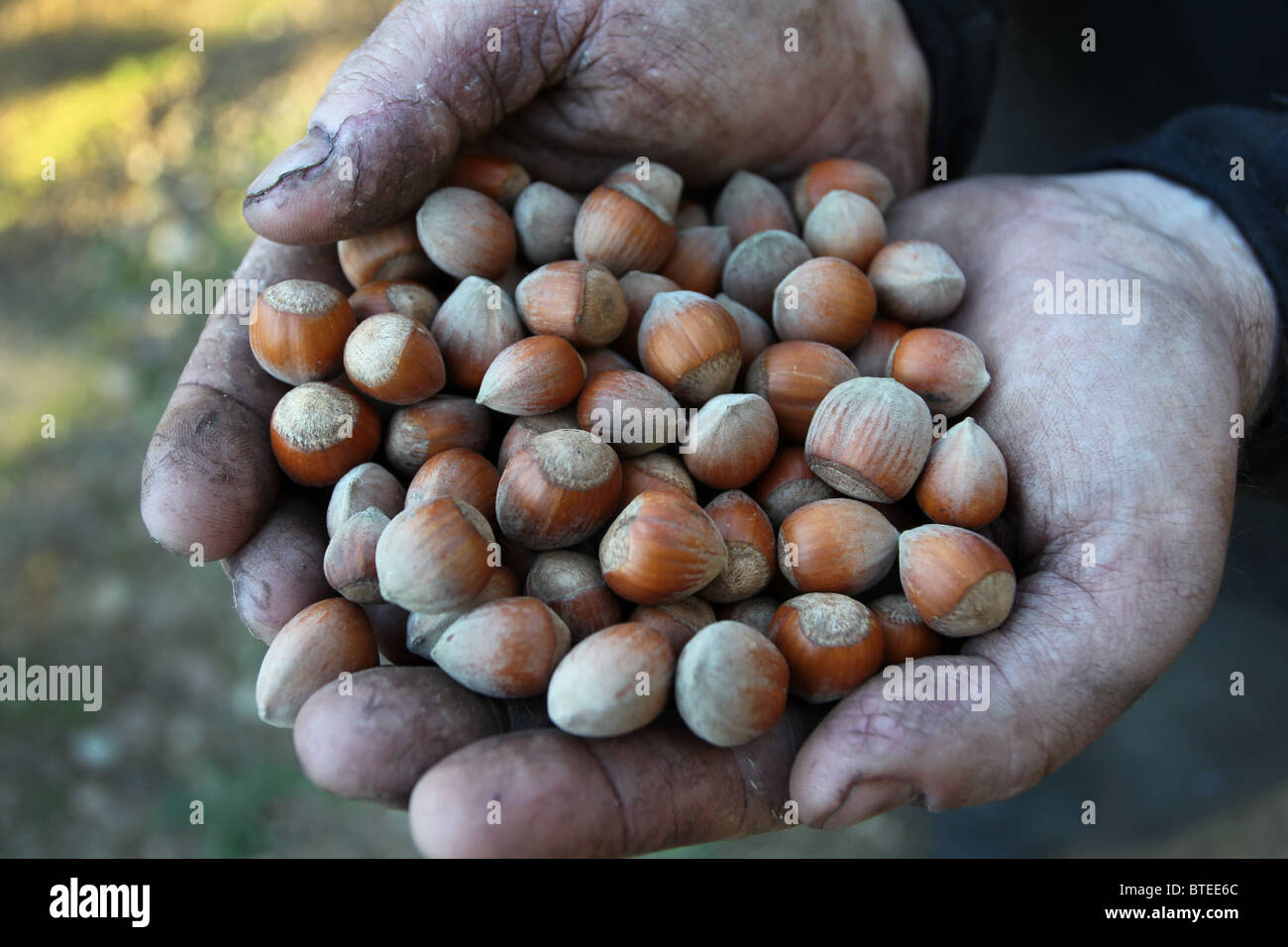 Hands holding hazelnuts collected from trees in Spain Stock Photo - Alamy