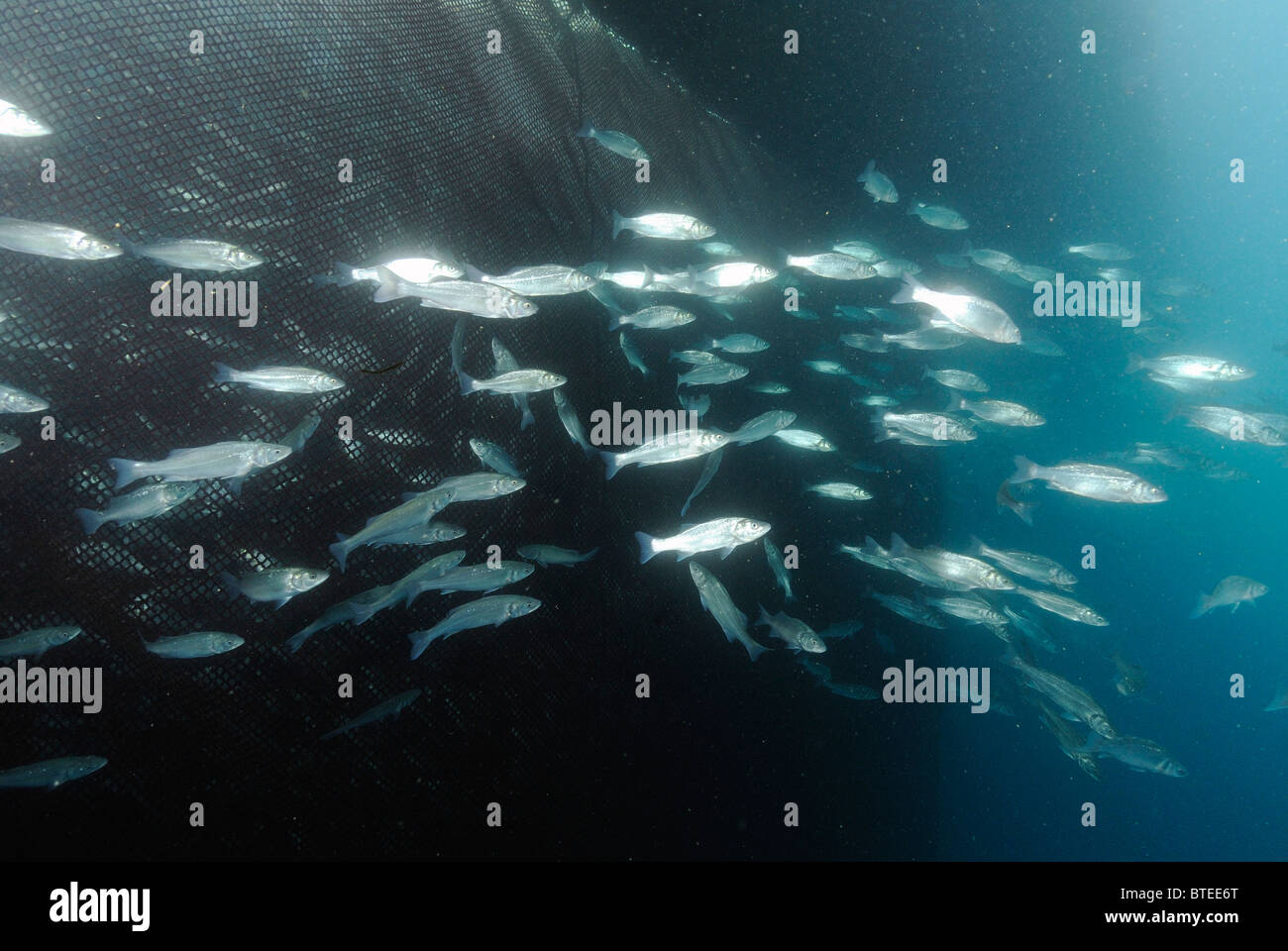 Mediterranean fish species hi-res stock photography and images - Alamy