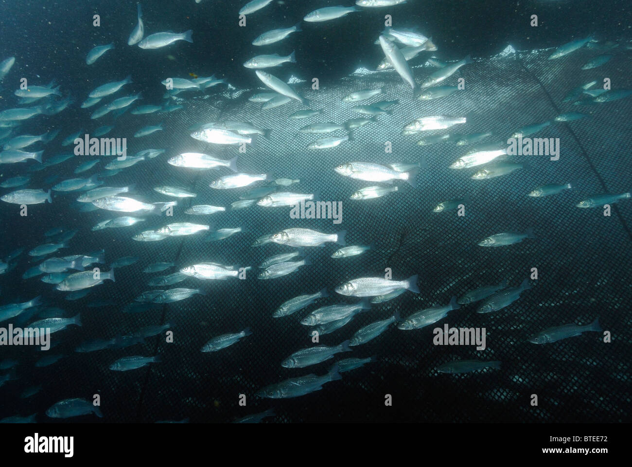 Salmon-bass fish around a net in the Mediterranean Sea Stock Photo - Alamy