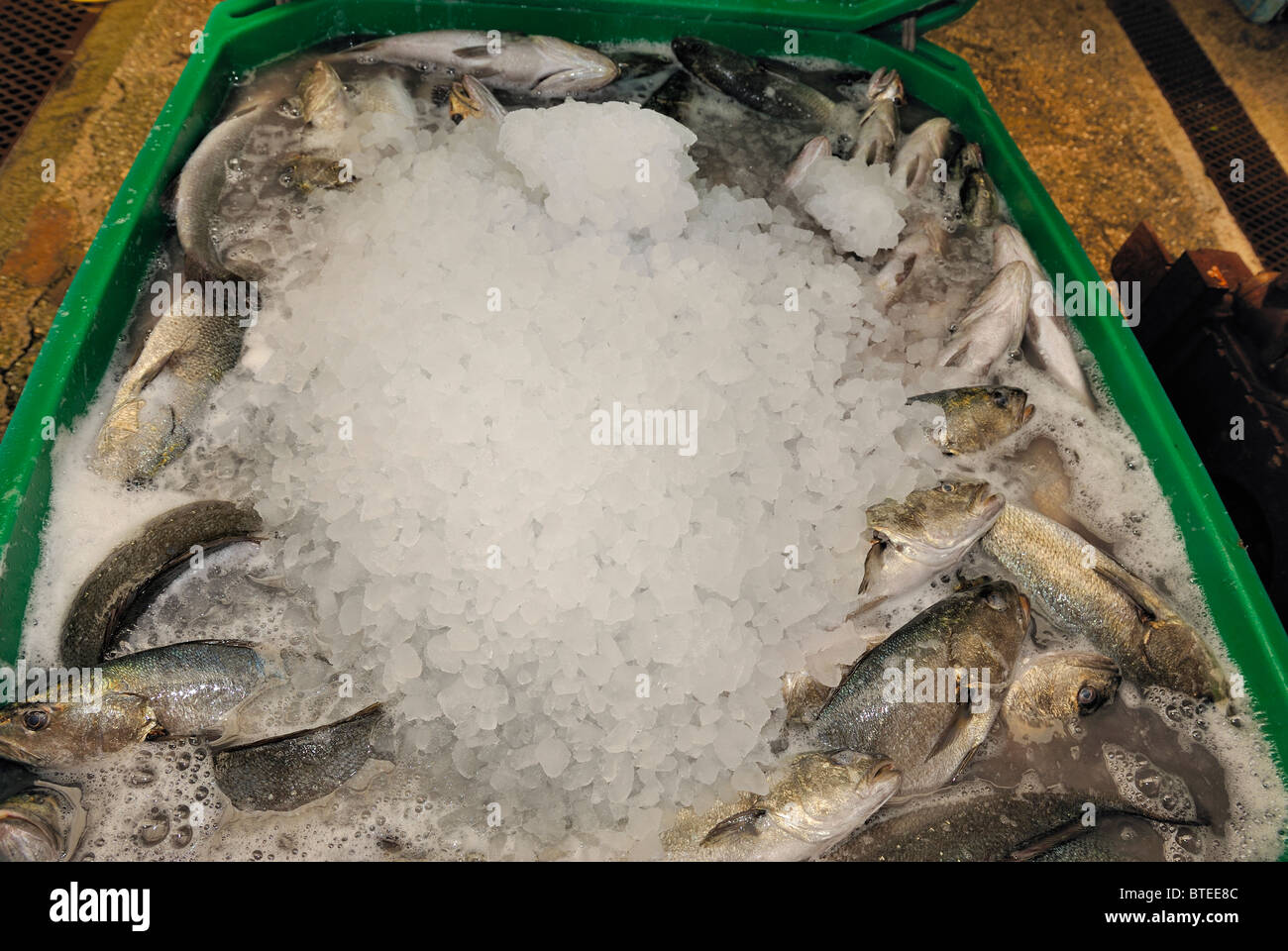Bucket full of farmed fish hi-res stock photography and images - Alamy