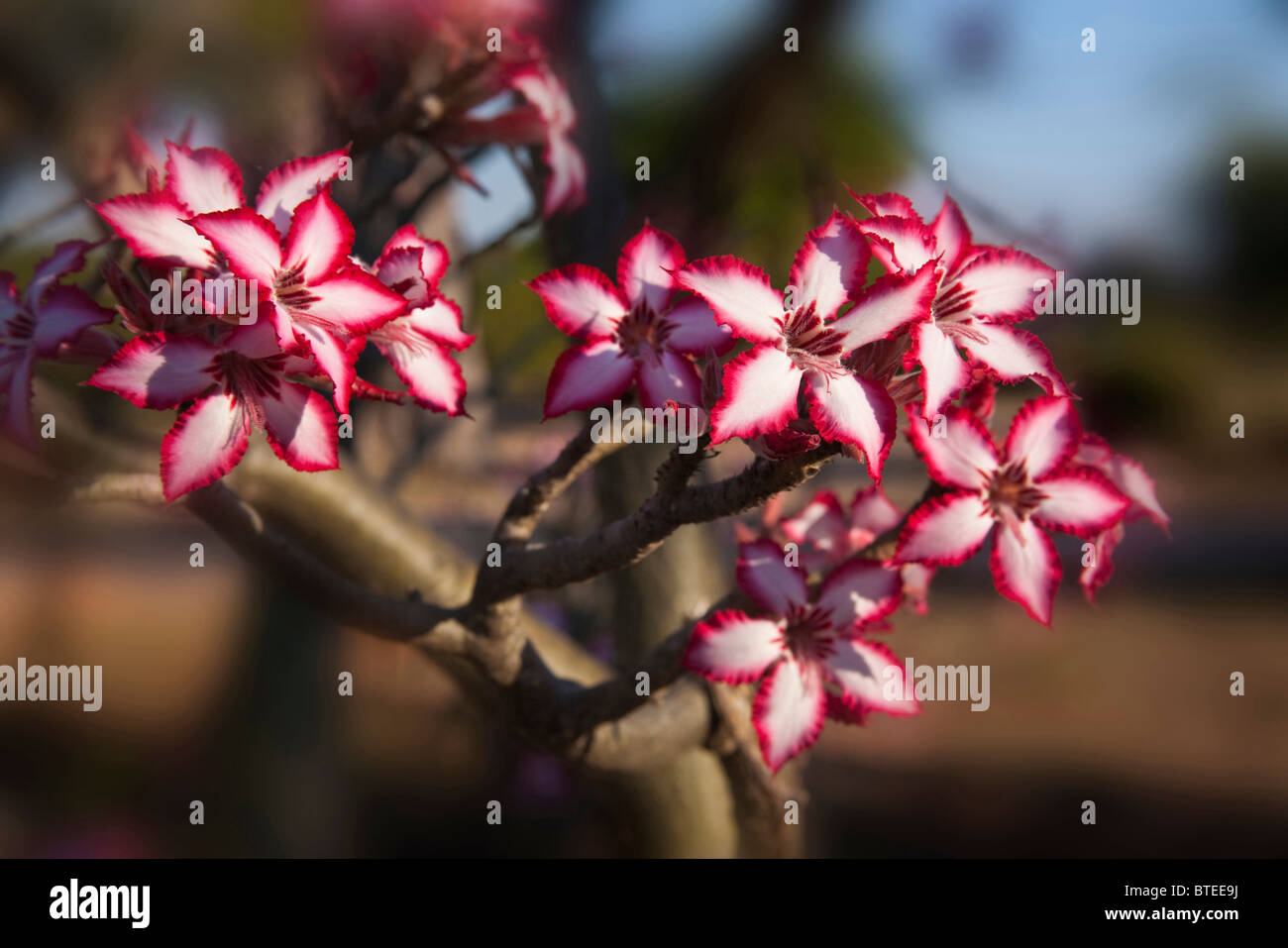 Impala lily hi-res stock photography and images - Alamy