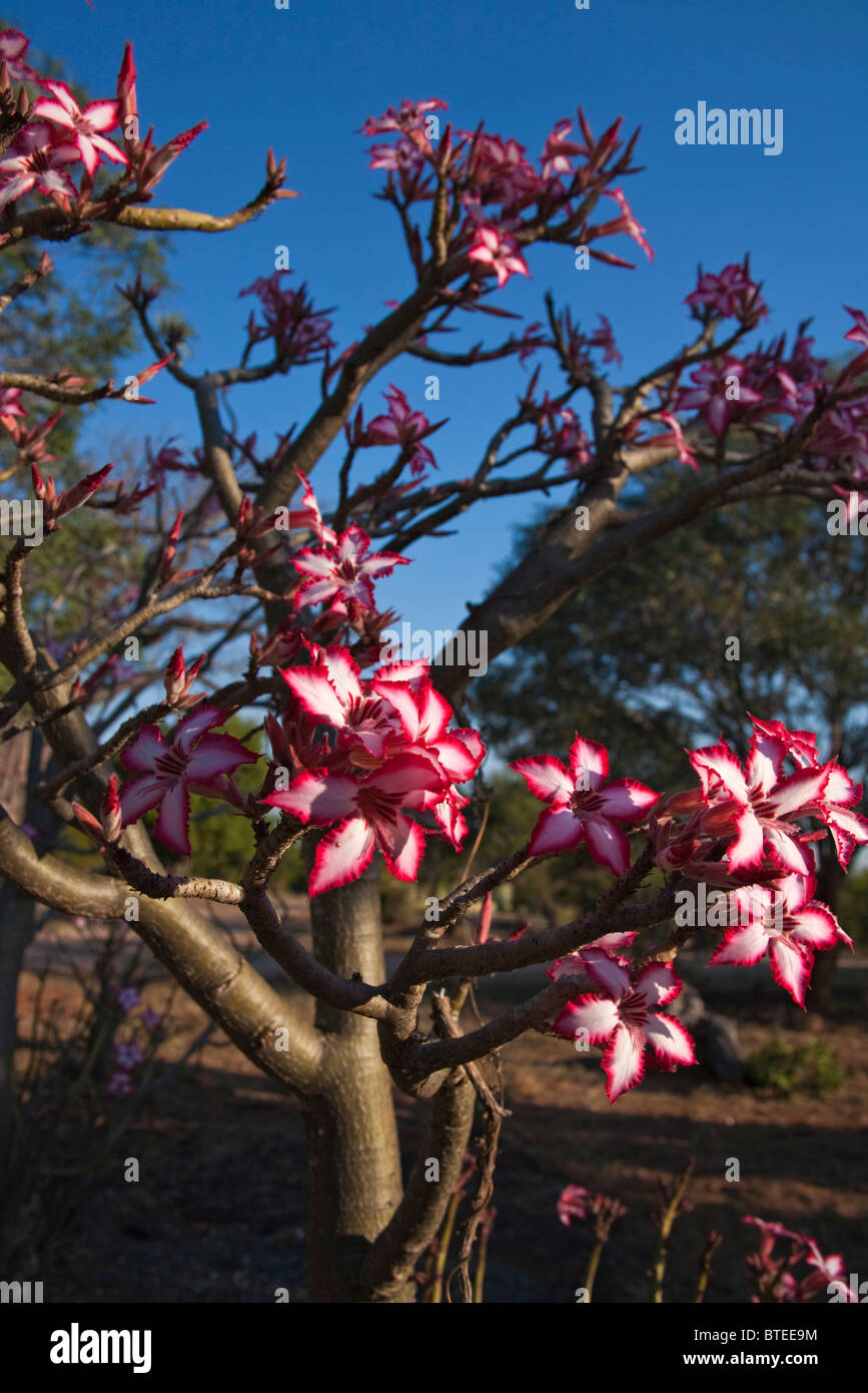 Impala Lily in flower Stock Photo - Alamy