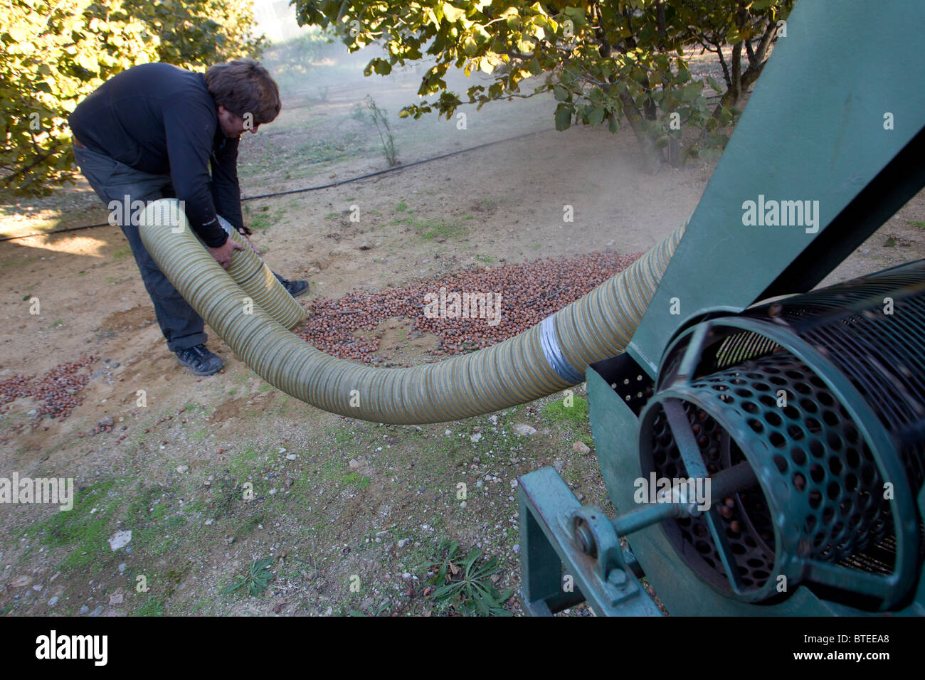 Harvesting of hazelnuts using machinery . Suction tubes and a rotating ...