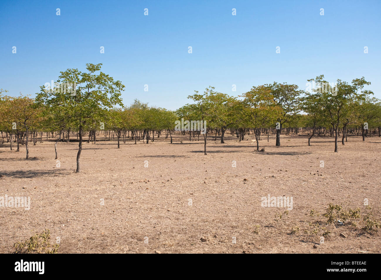 Over-grazed landscape with mopane trees showing a very clear browse ...