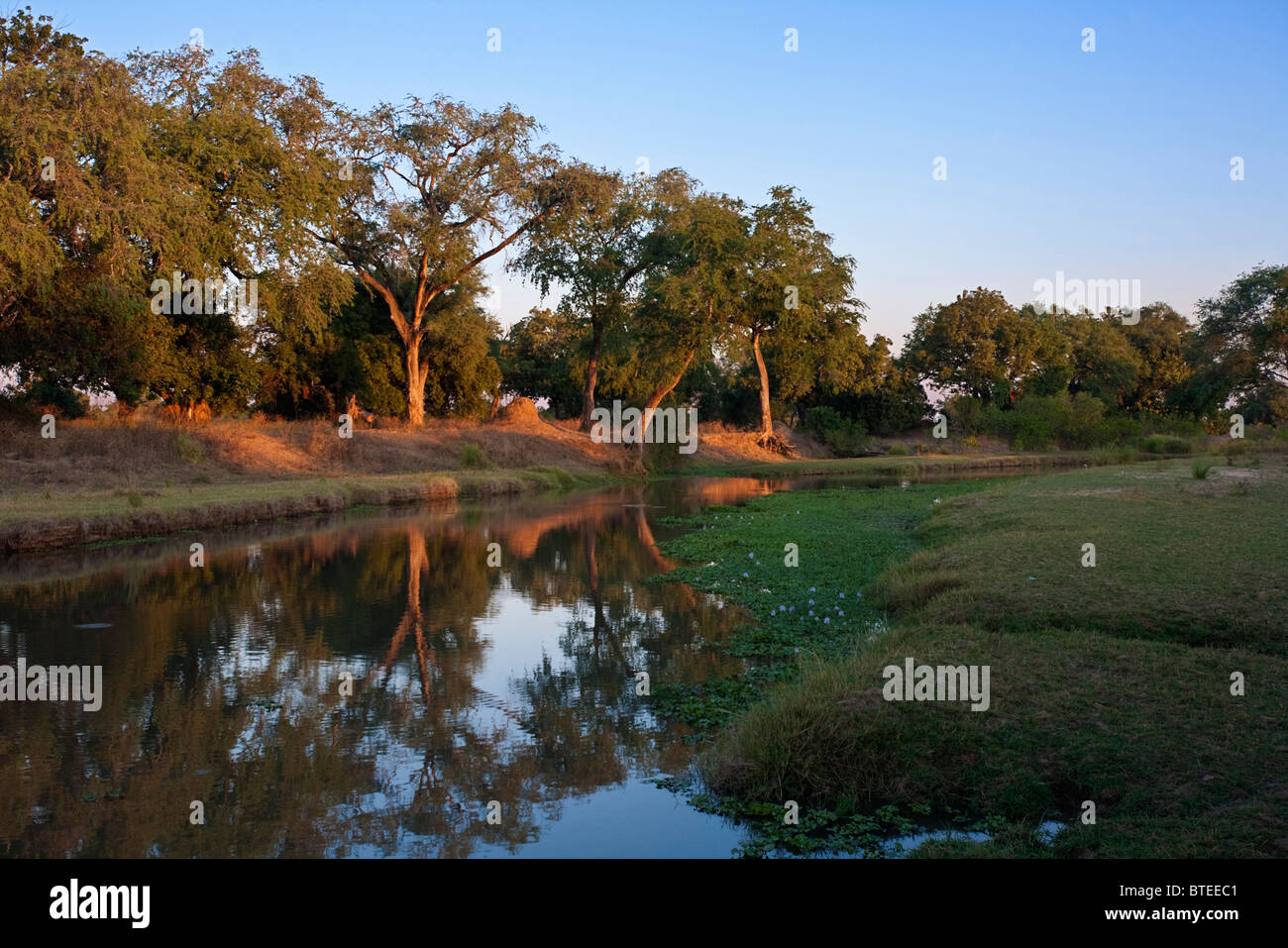 A tree-lined pool on a tributary to the Zambezi River at sunset Stock ...