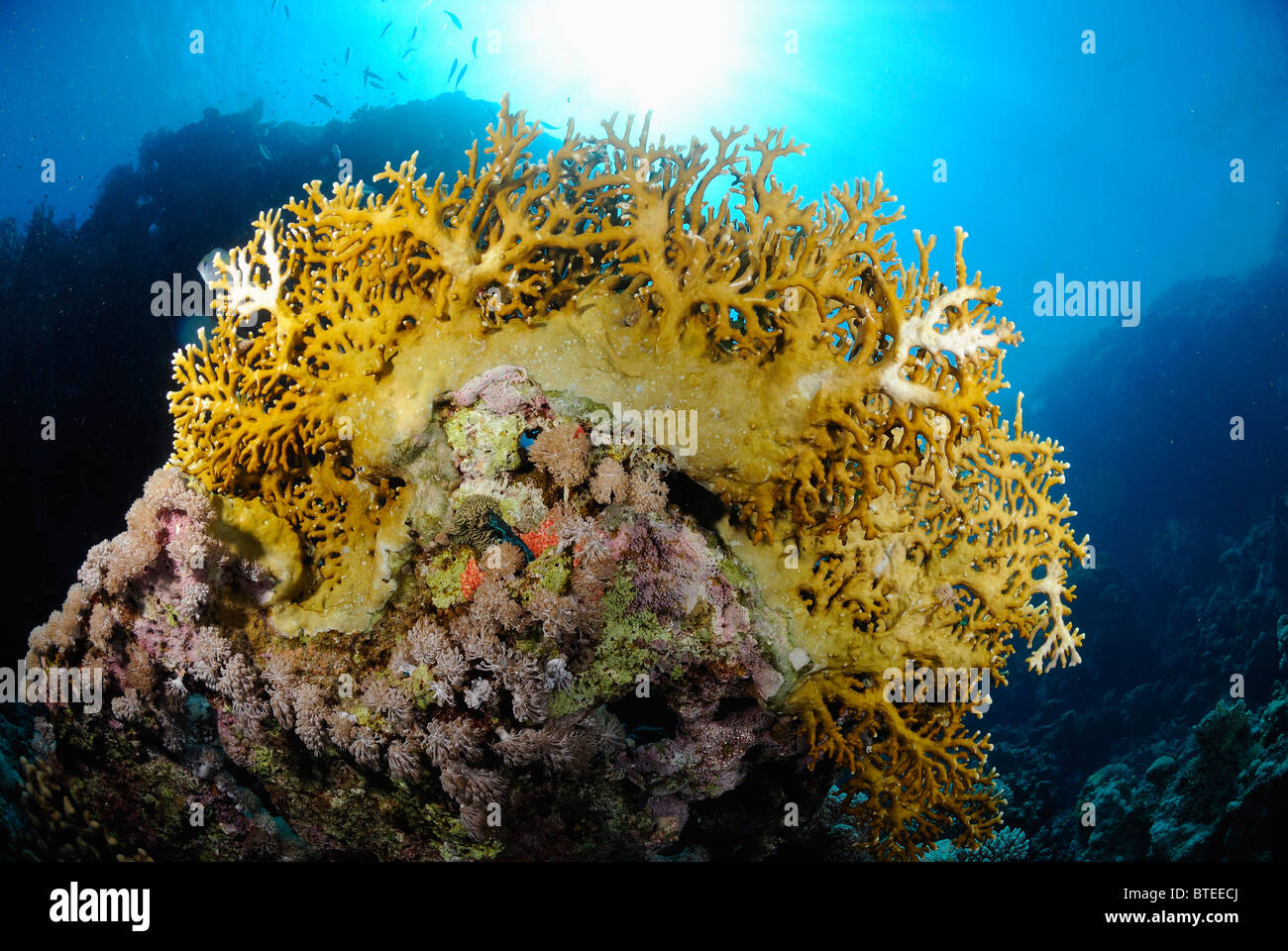 fire coral, Scientific name: Millepora sp., off coast of Safaga, Red ...