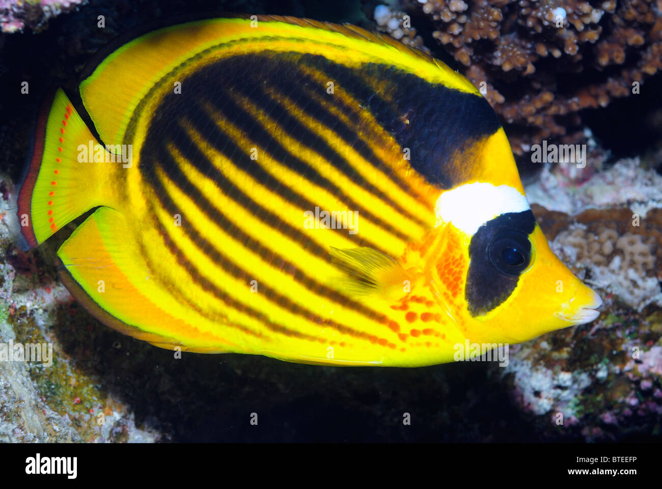 Raccoon fish hi-res stock photography and images - Alamy