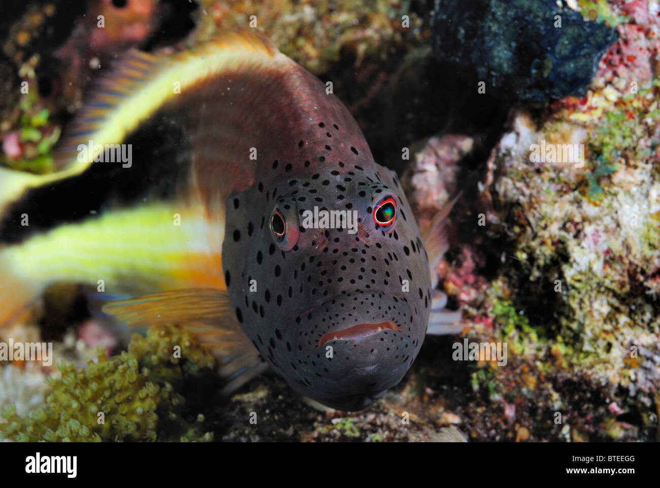 Blackside hawkfish, Scientific name: Paracirrhites forsteri, fish, off ...