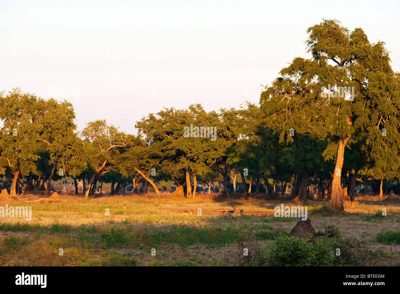 Open woodland glade hi-res stock photography and images - Alamy