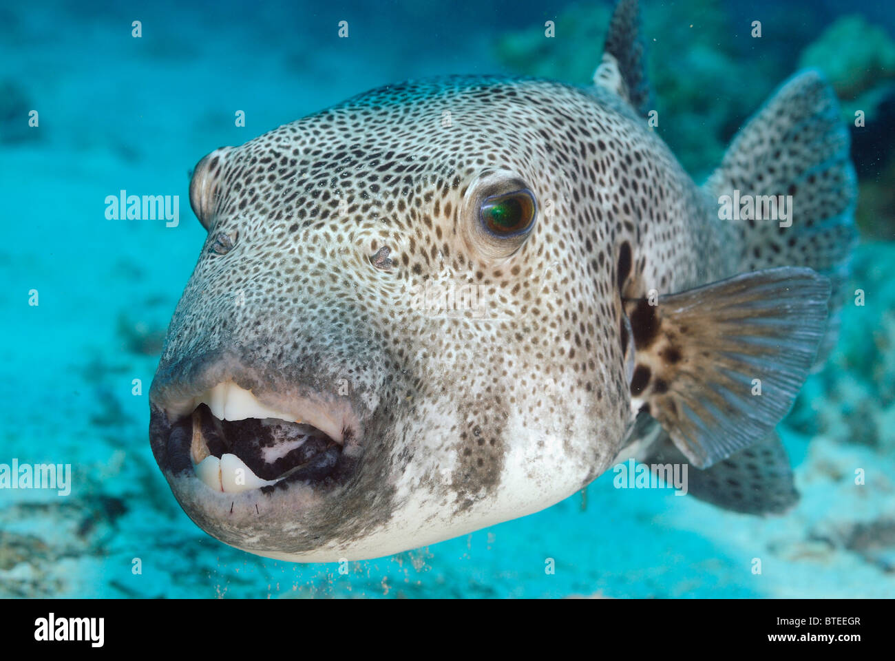 Toadfish hi-res stock photography and images - Alamy