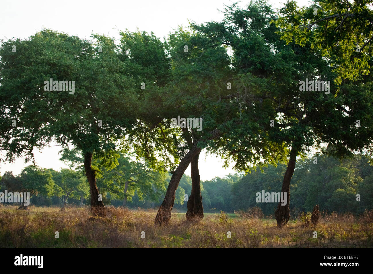 Four albida trees in early morning light Stock Photo - Alamy